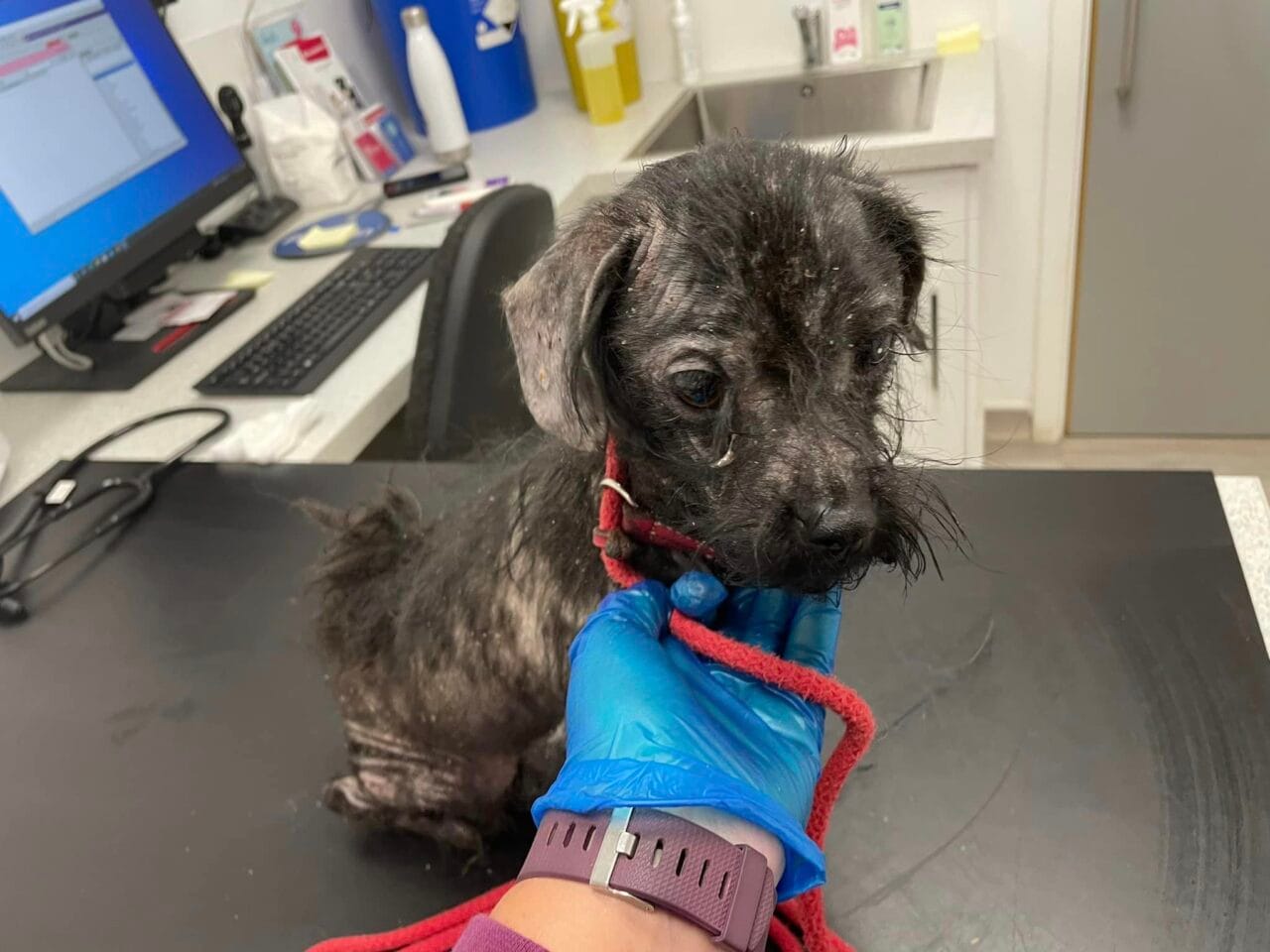 Babbington Dog Rescue